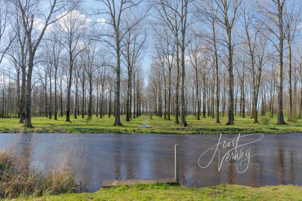 Het Alblasserbos is een geliefd wandegebied in de Alblasserwaard